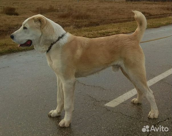 Среднеазиатская овчарка
