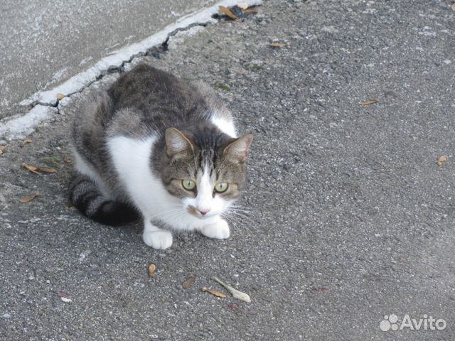 Бело-серый с полосками кот/кошка ищет хозяев