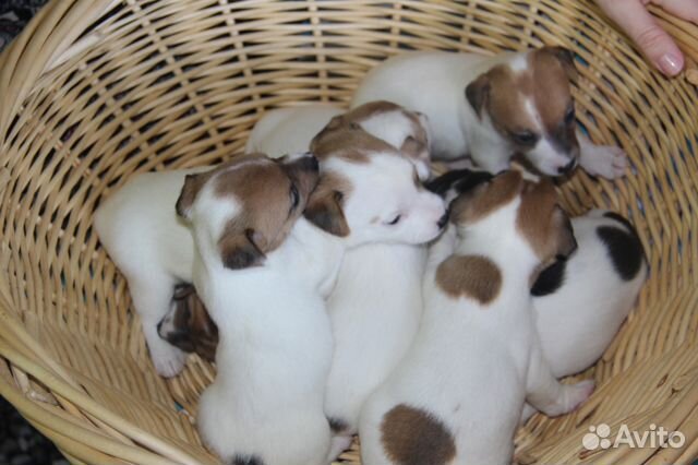 Щенки из питомника Олеанж Жалексе