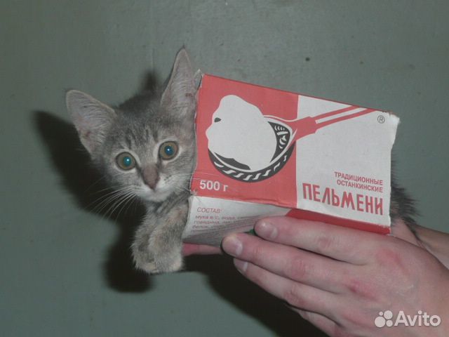 Котёнок-чудо