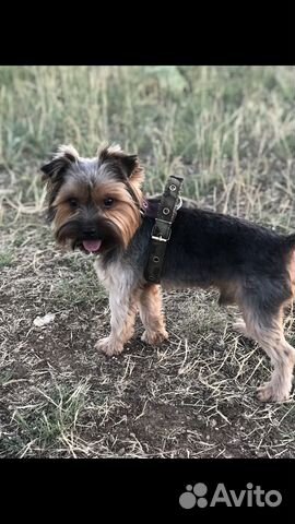 Случка йоркширского терьера