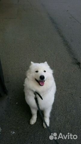 Самоедская лайка