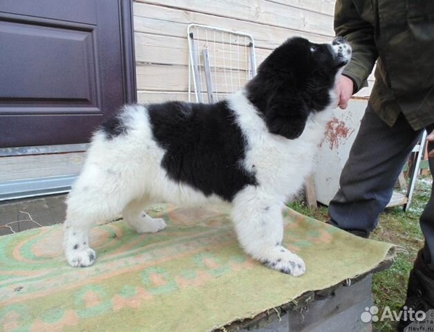 Женева от Карельских Медведей: