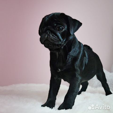 Мопс / черный мальчик