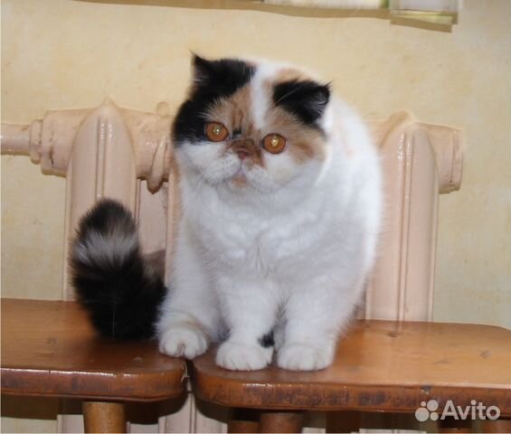 Экзотическая кошечка