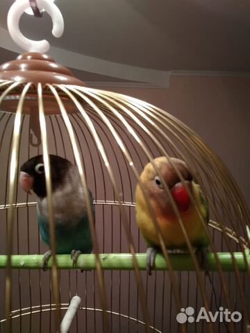 Неразлучник Маска попугай