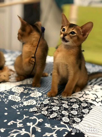 Абиссинские котята