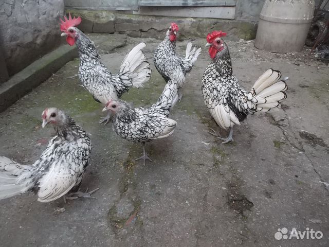 Куры сибрайты
