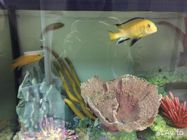 Лабидохромис еллоу L