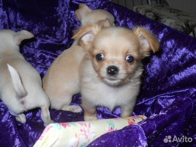 Длинношерстный и короткошерстные чишки