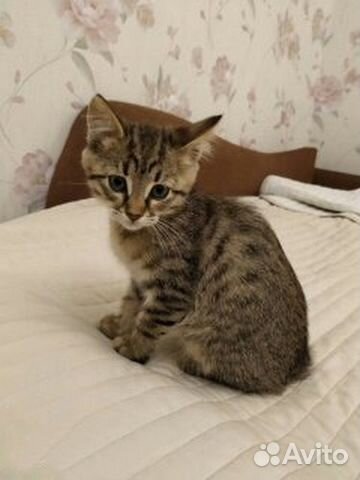 Плюшевая, очень хорошая девочка, тигровая девочка