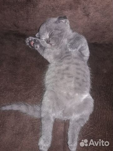 Продам котенка шотланского