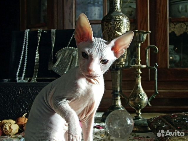 Котёнок донского сфинкса, мальчик