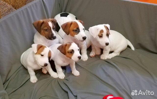 Джек Рассел терьер: шикарные ребята