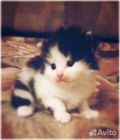 Котёнок в добрые руки