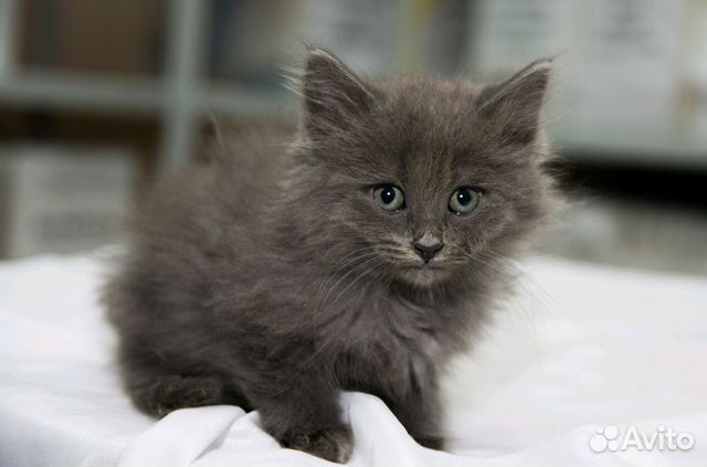 Котенок в добрые руки