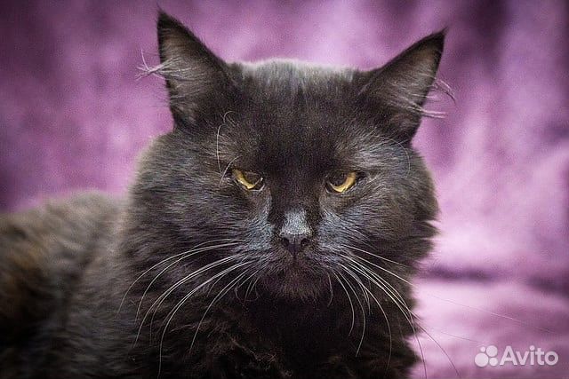 Шикарный Гектор ищет дом