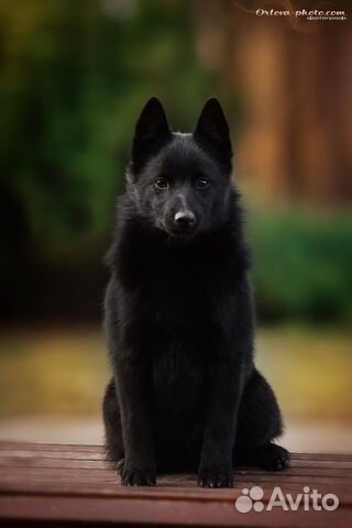 Щенок мальчик шипперке