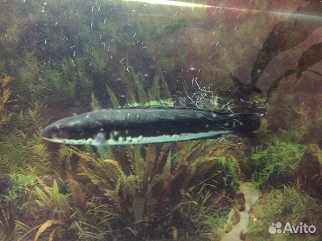 Красный Змееголов