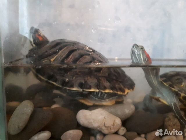 Красноухие черепахи 2 штуки, возраст 4 года