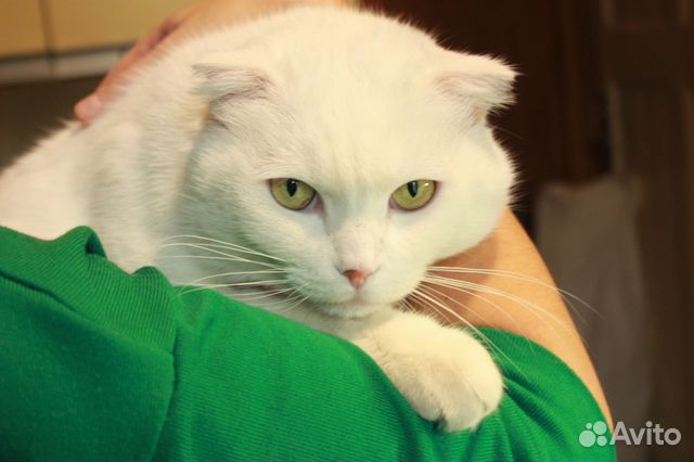 Белый абсолютно