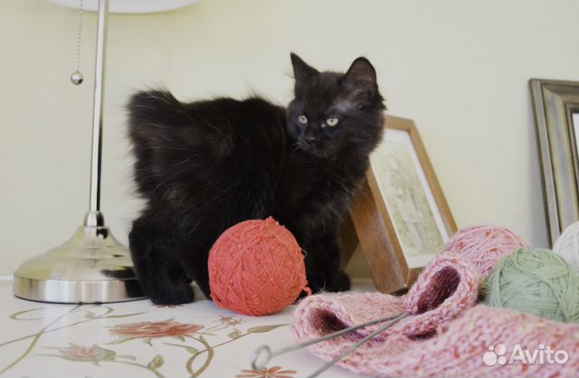 Черная кошка