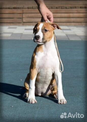 Замечательная девочка амстаффа