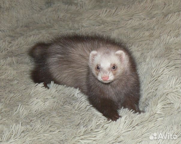 Великолепные хорюшки, девочка и мальчик, пастель