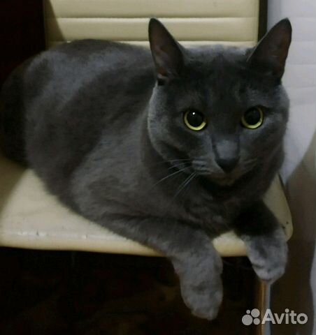 Кот Дымка