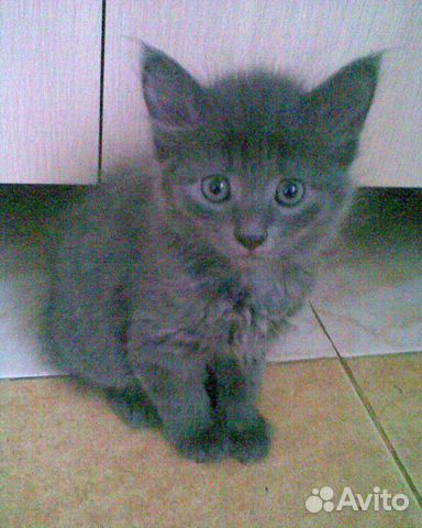 Норвежской лесной котёнок 2,5 мес