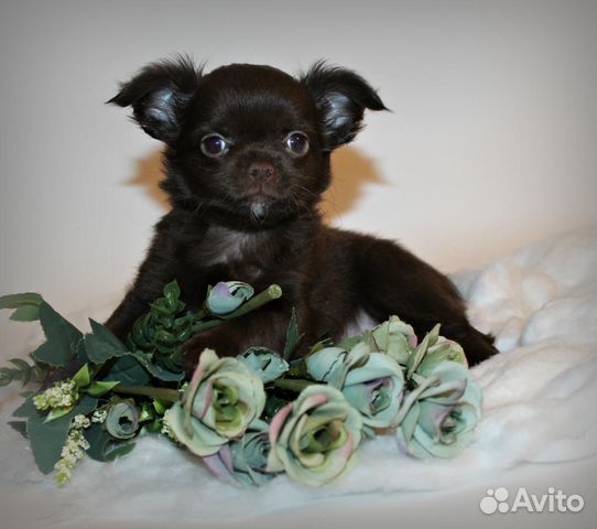 Мальчишка шоколадка