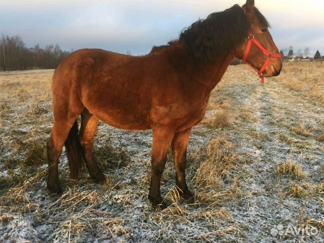 Жеребец Белорусской упряжной породы