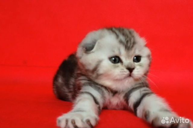 Вислоухие котята