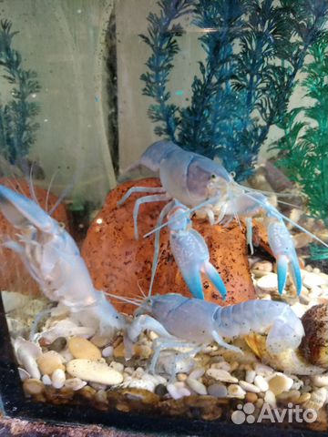 Рак Австралийский Ябби