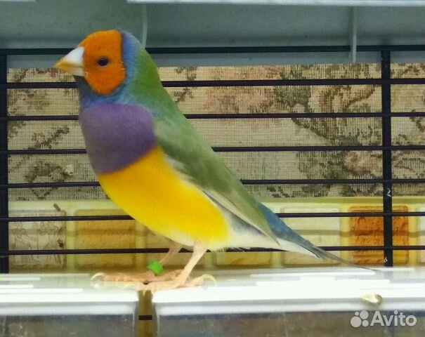 Самец, зелёная пастель