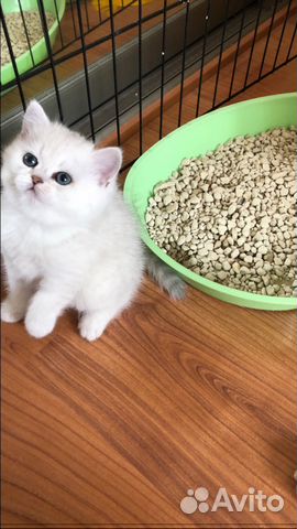Котята британские шиншиллы
