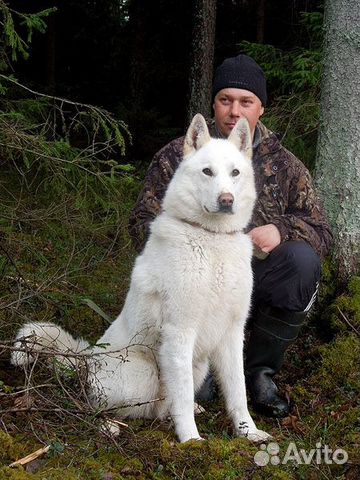 Восточно-сибирская лайка, кобель, 9 лет