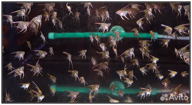 Продаю малька четырёх полосой скалярии