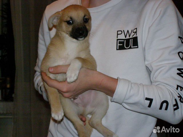 Щенки метисы: чихуахуа-шпиц