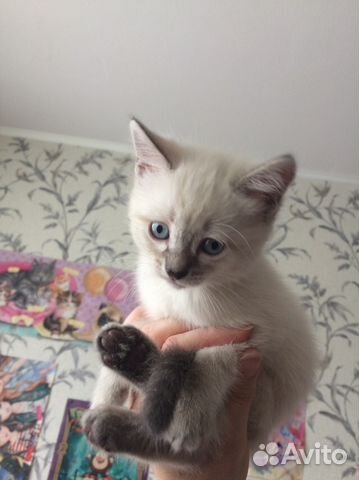 Котёнок, 2 месяца