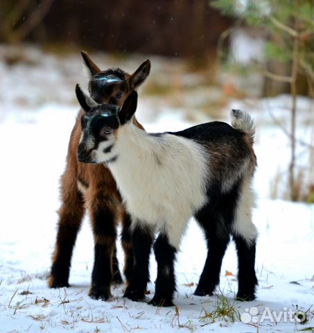 Альпийская козочка с документами