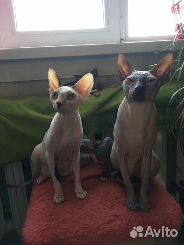 Конадский сфинкс