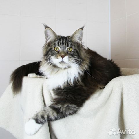 Усищи, лапищи и хвост к Новому Году