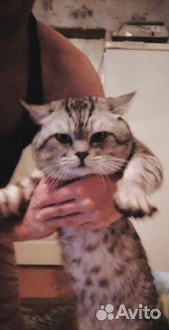 Вязка. Кот Британец Мраморный