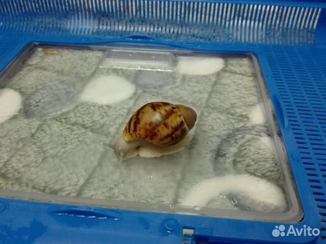 Улитка архахатина