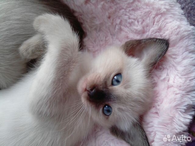 Сиамкие котята