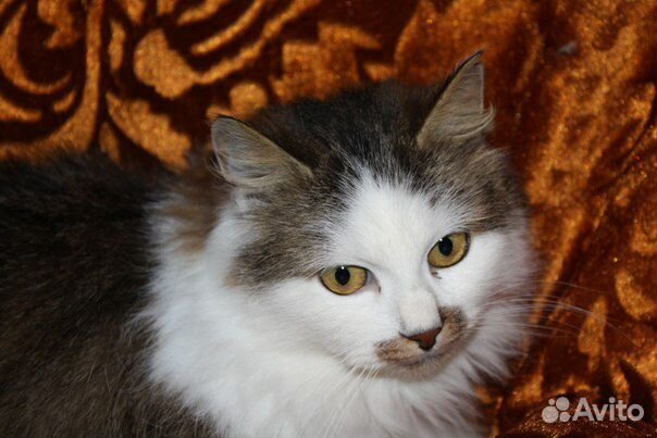 Нежносерая пушистая Ася, 1 г