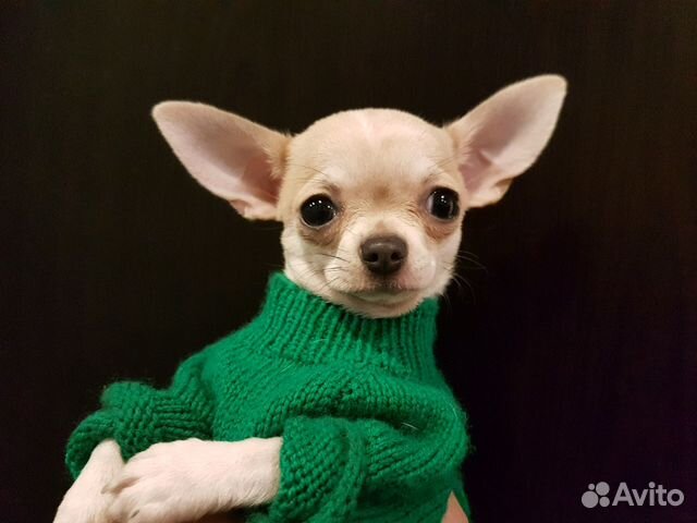 Чихуахуа девочка супермини