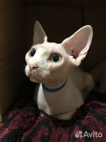 Продам кошечку-подростка канадский сфинкс