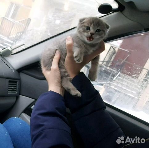 Алиментный Шотландский котенок